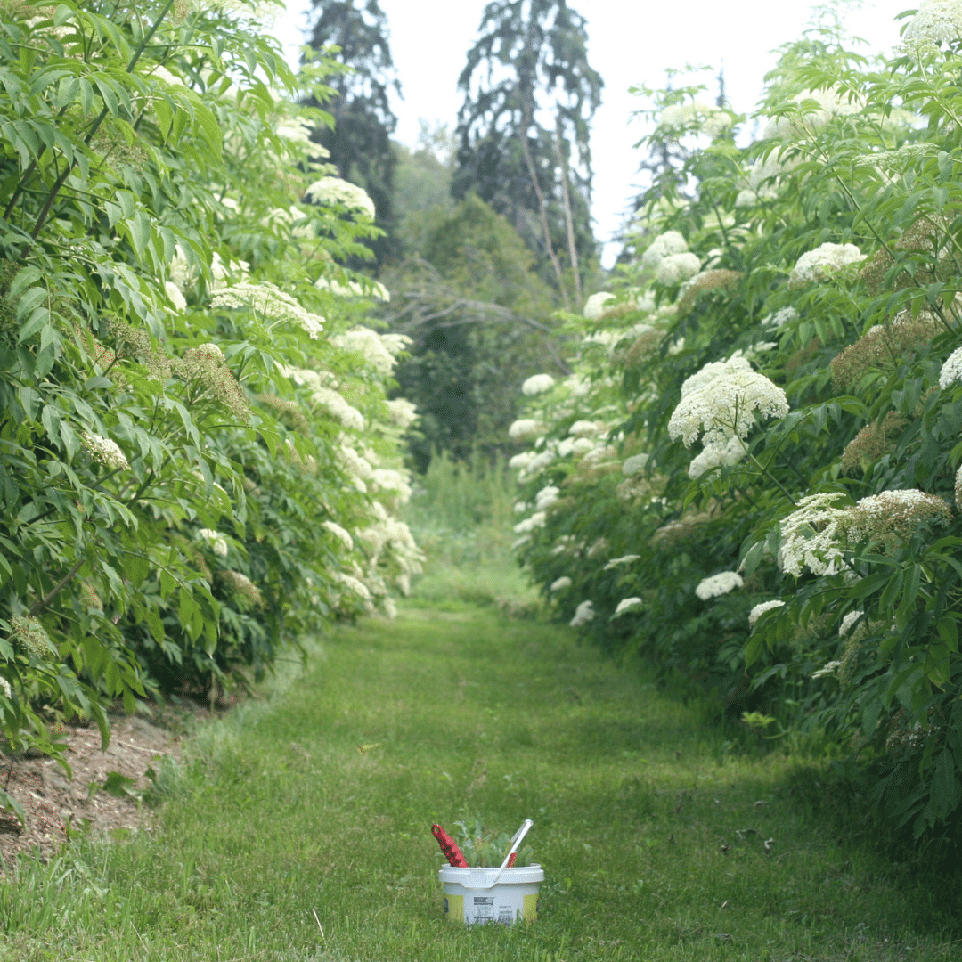 Buy Elderberry Cuttings | Canada | Elderberry Grove | Farm